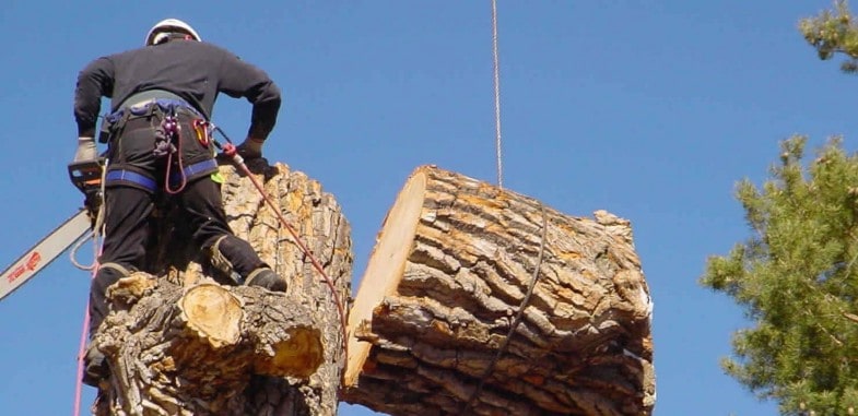 OBriens Tree Removal Canberra - Tree Removal Canberra