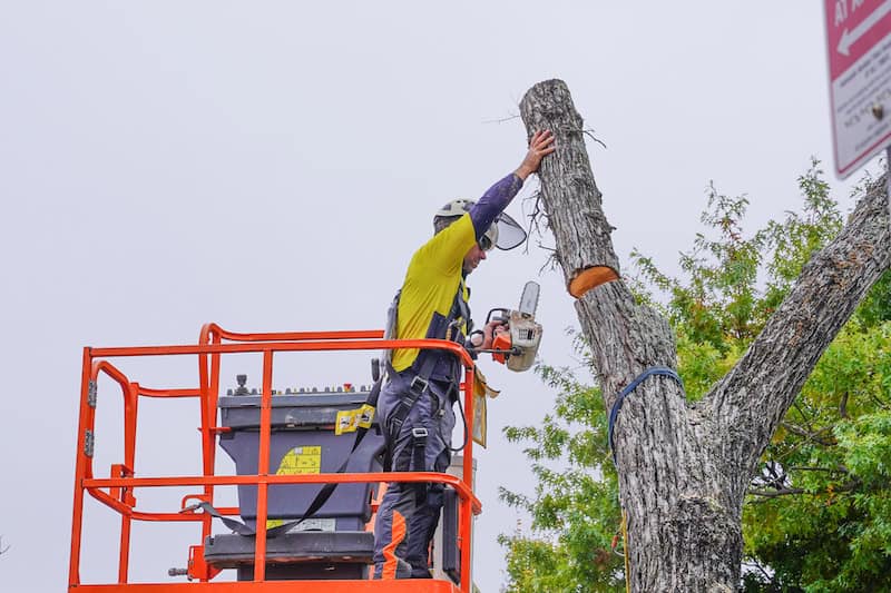 Wood Splitting Yass region - Tree Removal Canberra